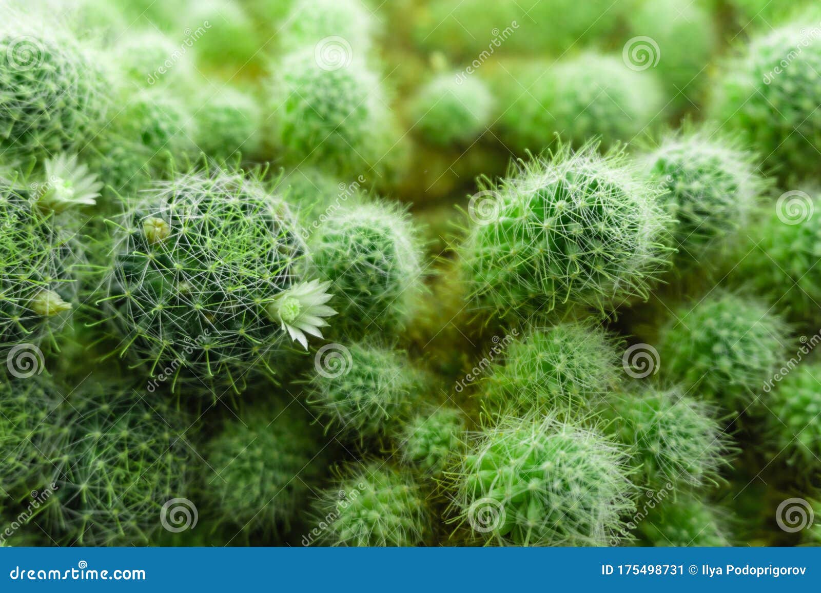 Textura De Fundo Verde Do Cacto Imagem de Stock - Imagem de detalhe ...