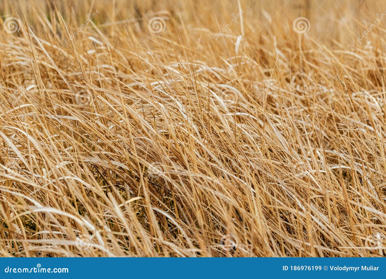 Textura De Hierba Seca. Campo Con Hierba Seca Imagen de archivo ...