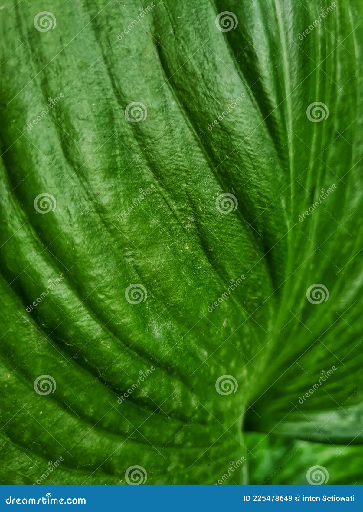 Textura de hoja verde imagen de archivo. Imagen de hoja - 225478649