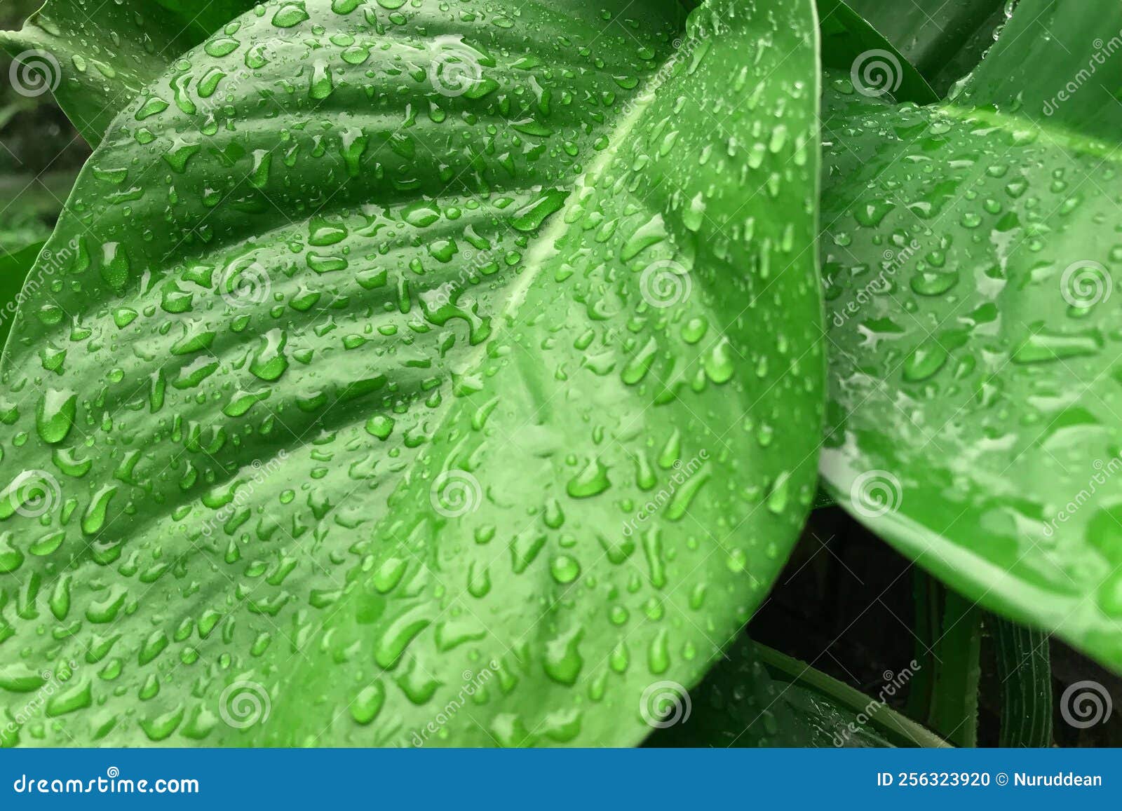 Textura De Hoja Verde Con Gotas De Agua Foto de archivo - Imagen de ...