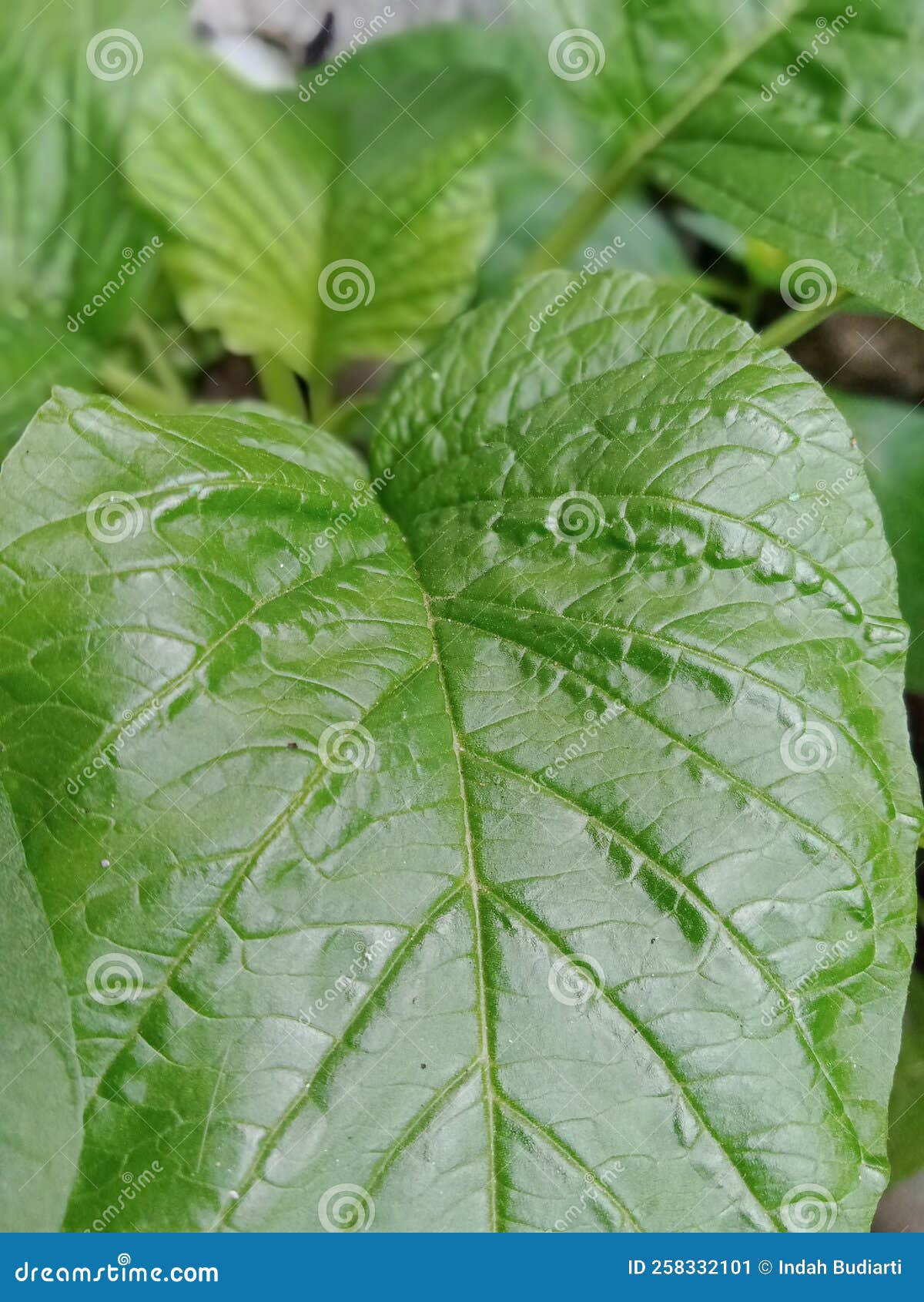 Textura De Hojas De Espinaca Este Java Indonesia Imagen de archivo ...