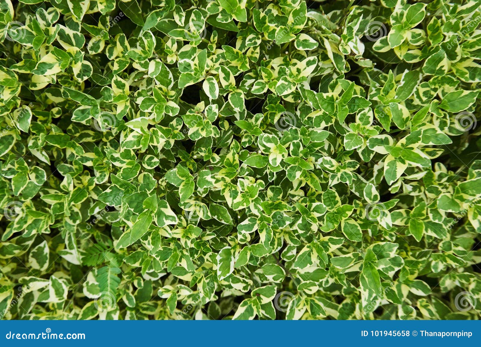 Textura de hojas verdes foto de archivo. Imagen de ideal - 101945658