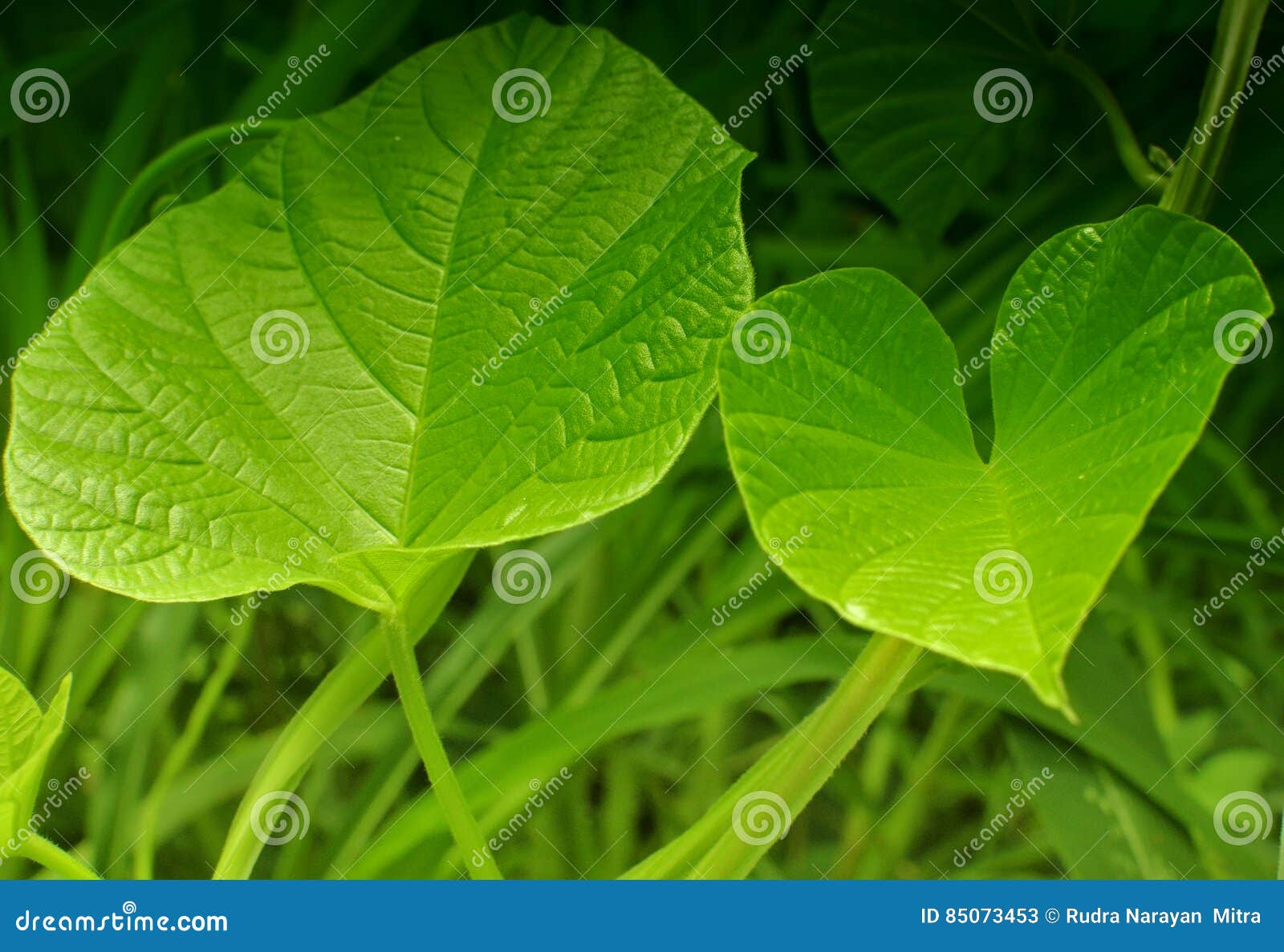 Textura de hojas verdes imagen de archivo. Imagen de crezca - 85073453