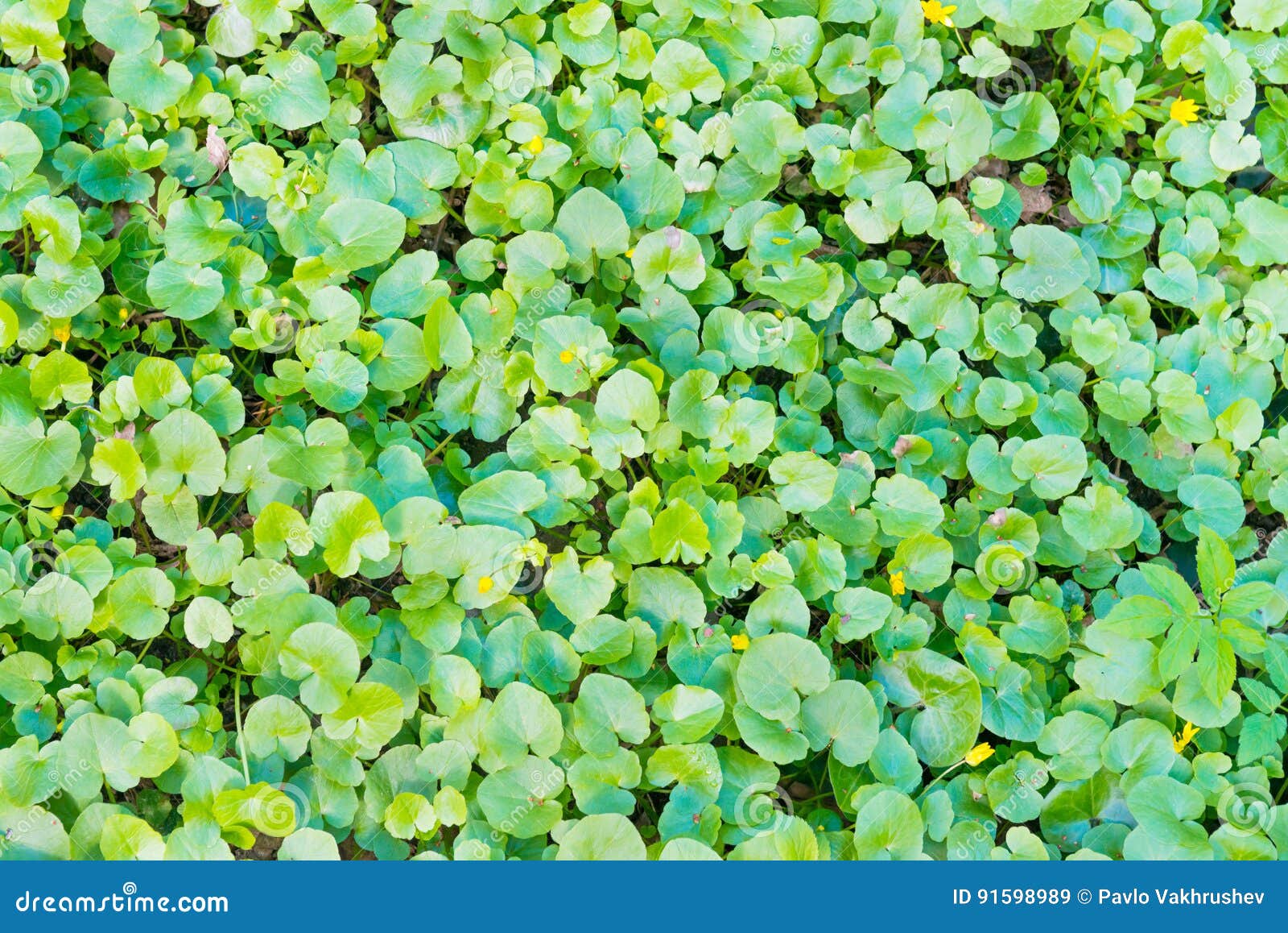 Textura de hojas verdes imagen de archivo. Imagen de sombra - 91598989