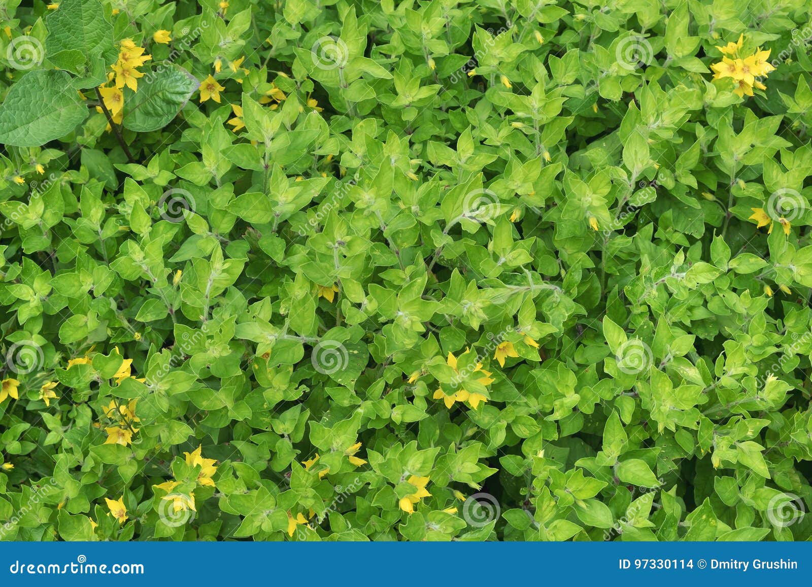 Textura de hojas verdes foto de archivo. Imagen de flora - 97330114