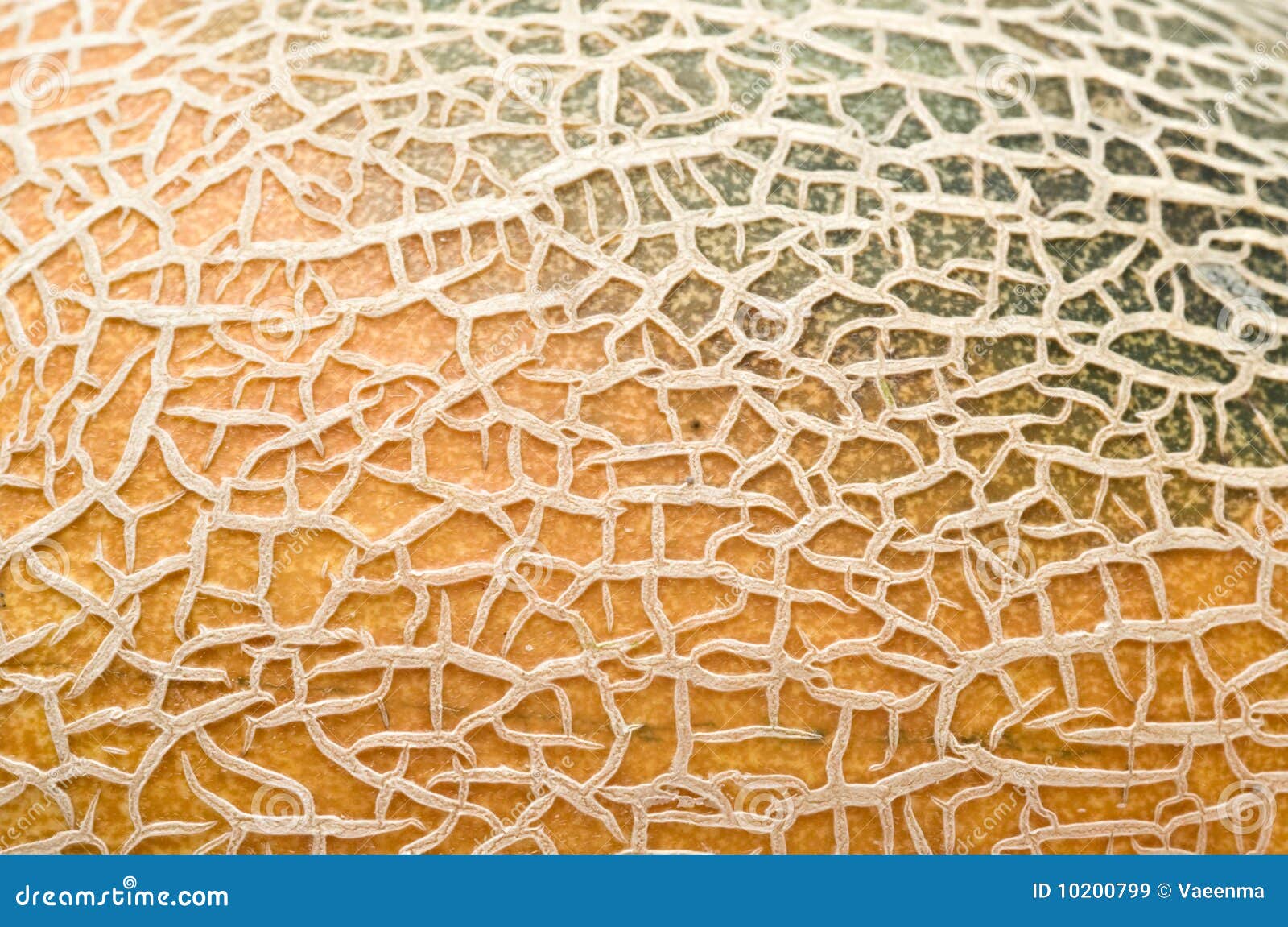 Textura De La Cáscara Del Melón Imagen de archivo - Imagen de baya ...