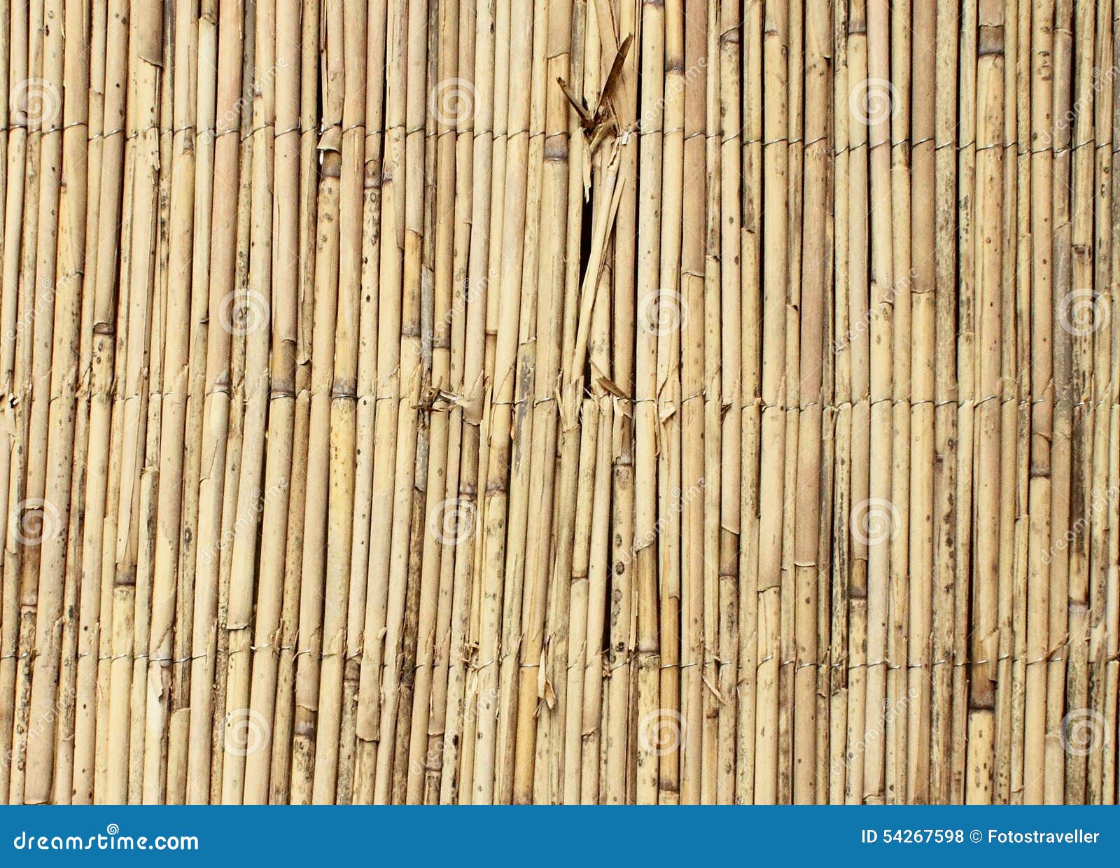 Textura de la caña seca foto de archivo. Imagen de amarillo - 54267598