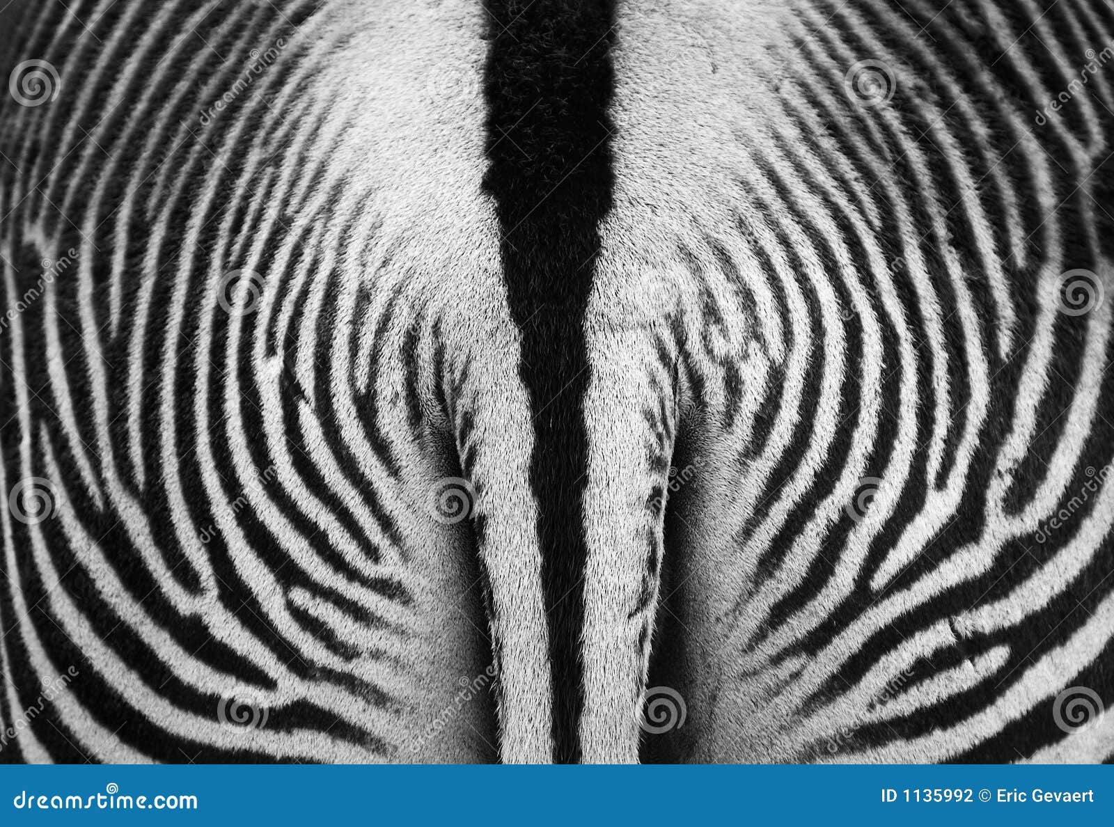 Textura de la cebra foto de archivo. Imagen de marco, detalle - 1135992