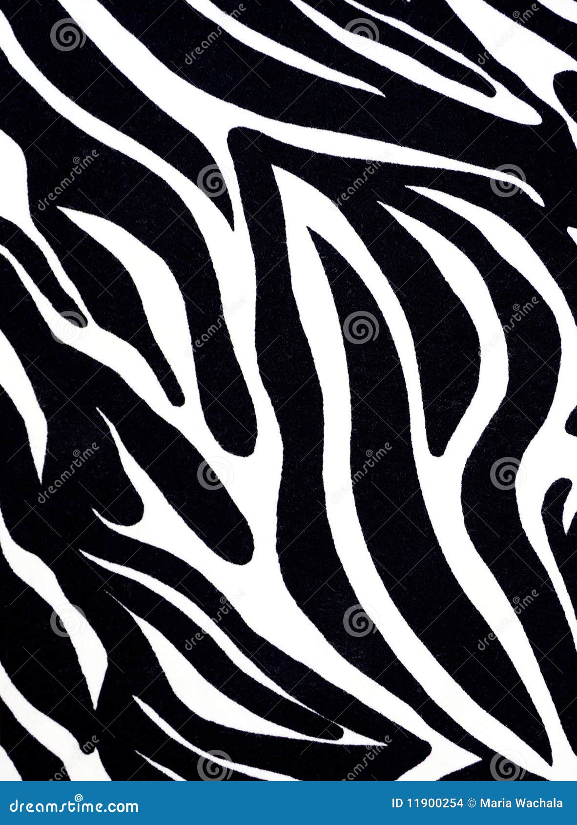 Textura de la cebra stock de ilustración. Ilustración de fauna - 11900254