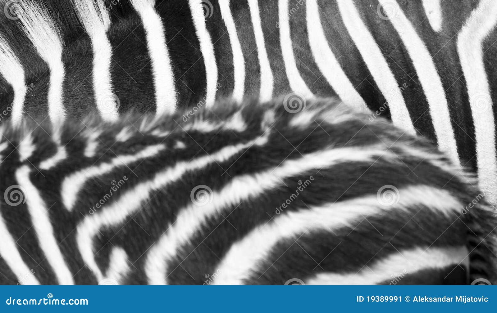 Textura de la cebra imagen de archivo. Imagen de llano - 19389991