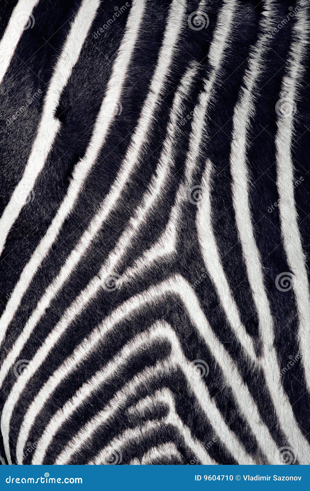 Textura de la cebra foto de archivo. Imagen de anaranjado - 9604710