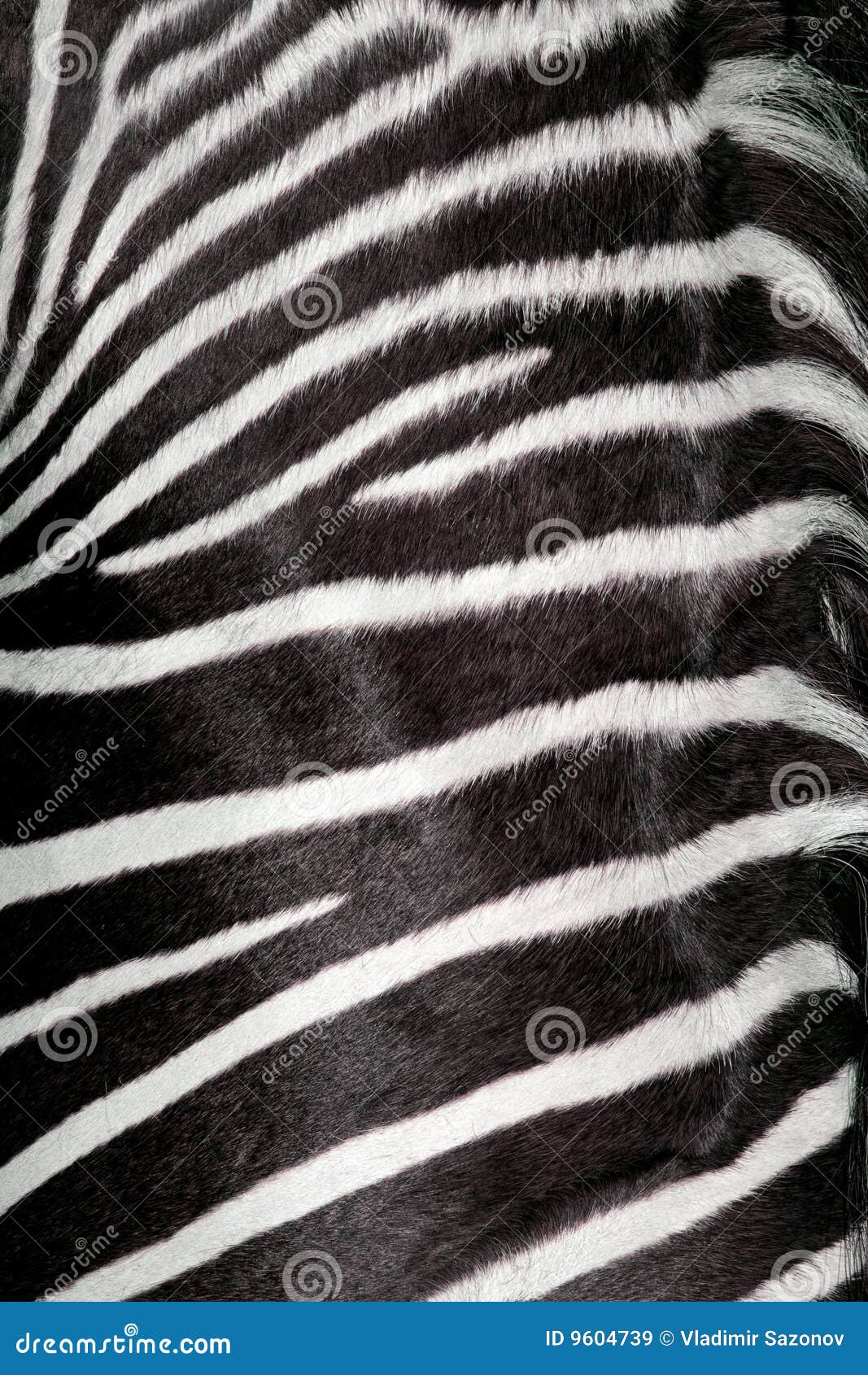 Textura De La Cebra (verdadera) Imagen de archivo - Imagen de modelo ...