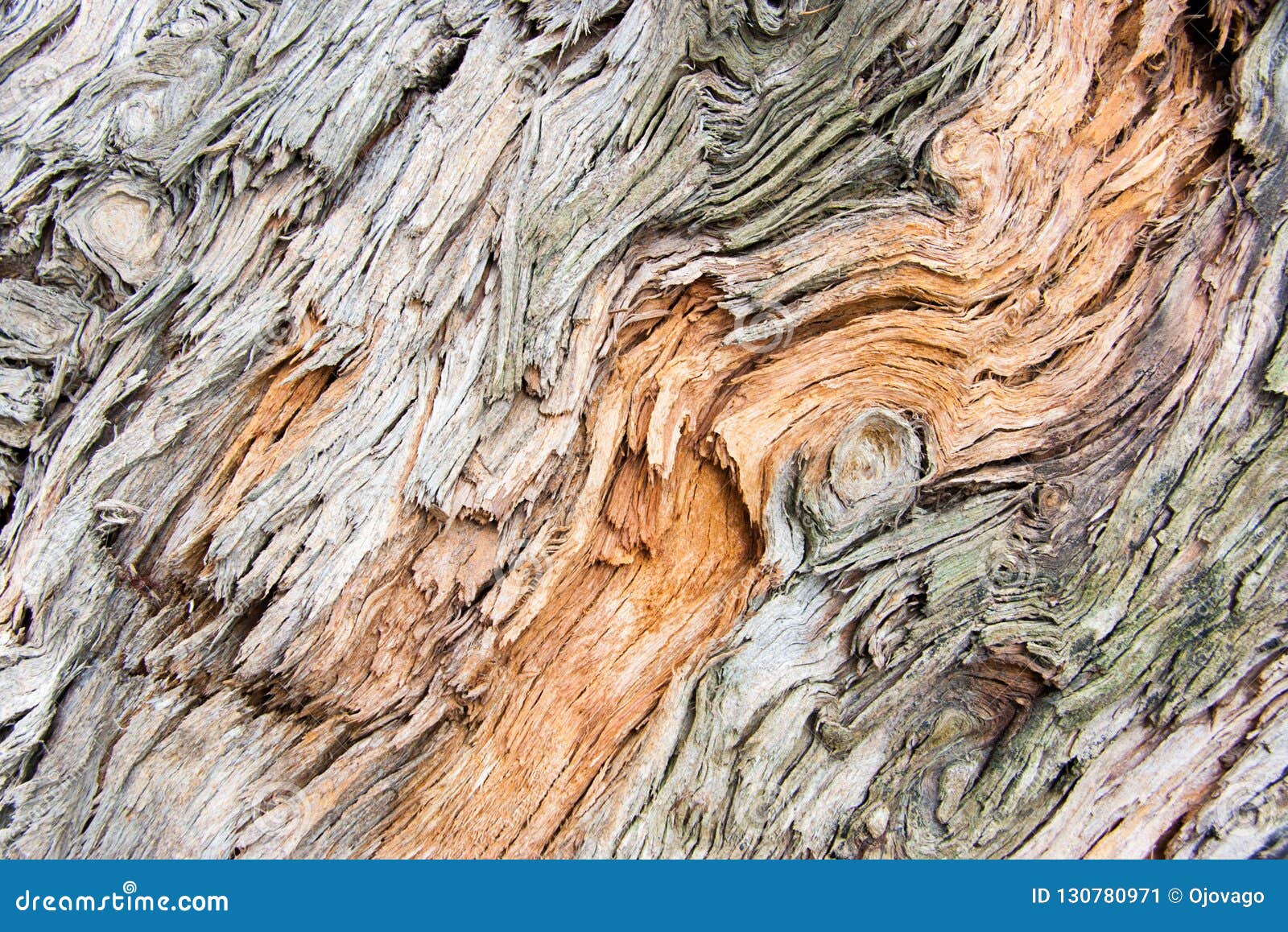 Textura De La Corteza De árbol Imagen de archivo - Imagen de silvestre ...