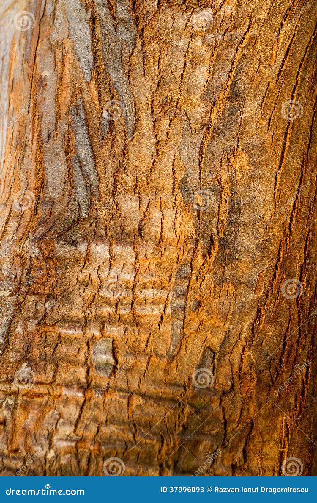 Textura de la corteza imagen de archivo. Imagen de ornamental - 37996093