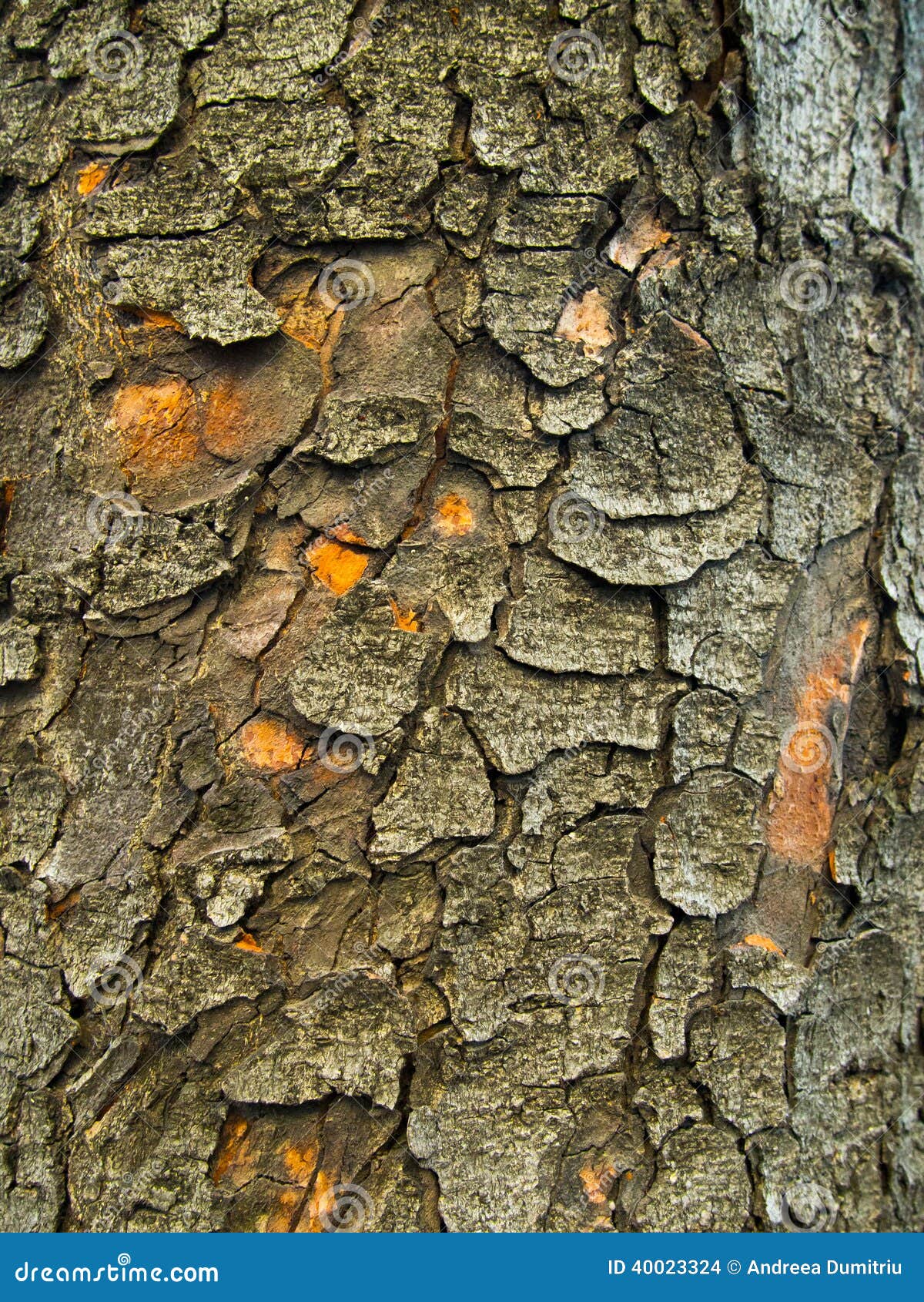 Textura de la corteza foto de archivo. Imagen de modelo - 40023324