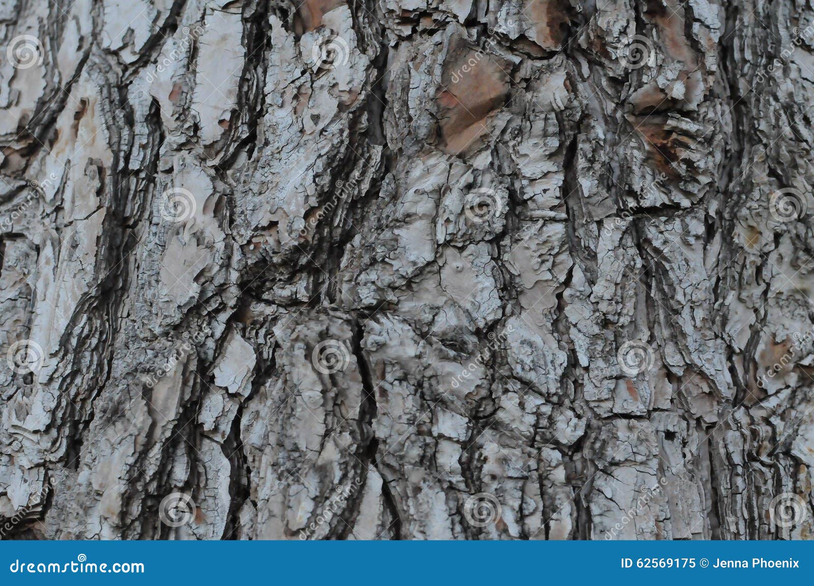 Textura de la corteza imagen de archivo. Imagen de texturas - 62569175