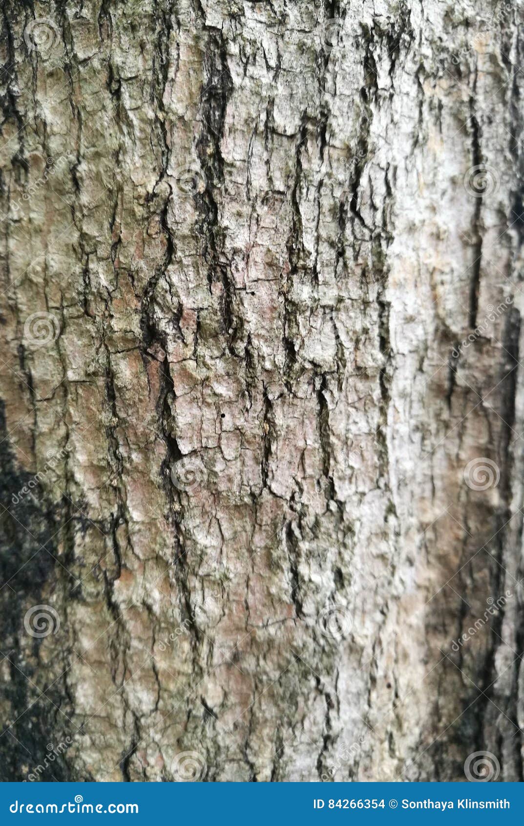 Textura de la corteza foto de archivo. Imagen de fondo - 84266354