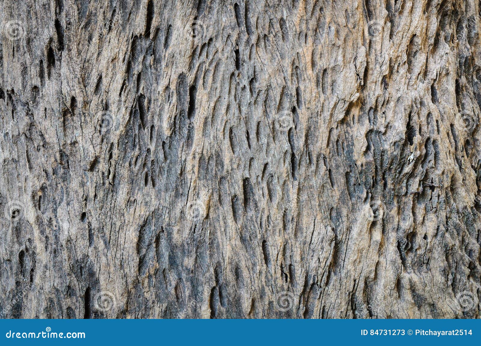 Textura de la corteza imagen de archivo. Imagen de tronco - 84731273