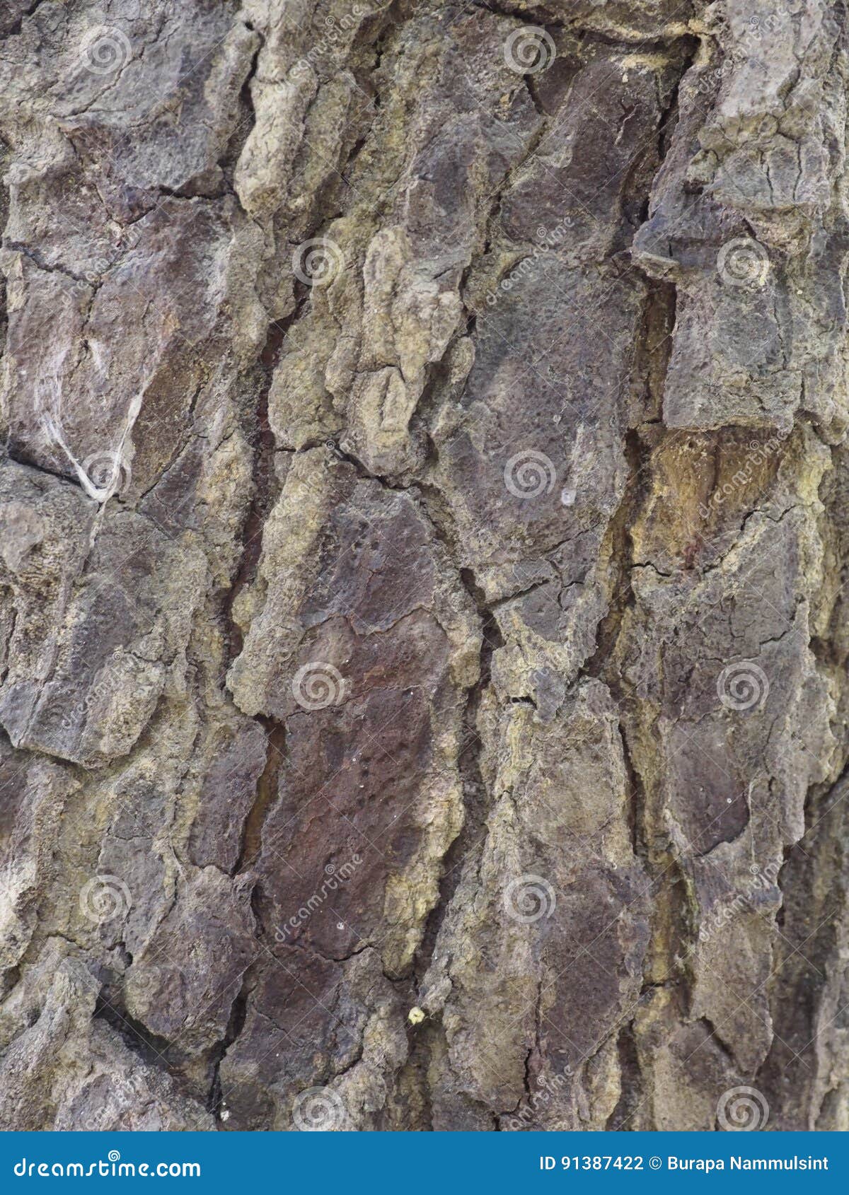 Textura de la corteza foto de archivo. Imagen de modelo - 91387422