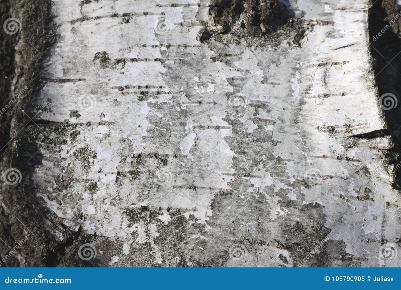 Textura De La Corteza De Abedul Imagen de archivo - Imagen de bosque ...