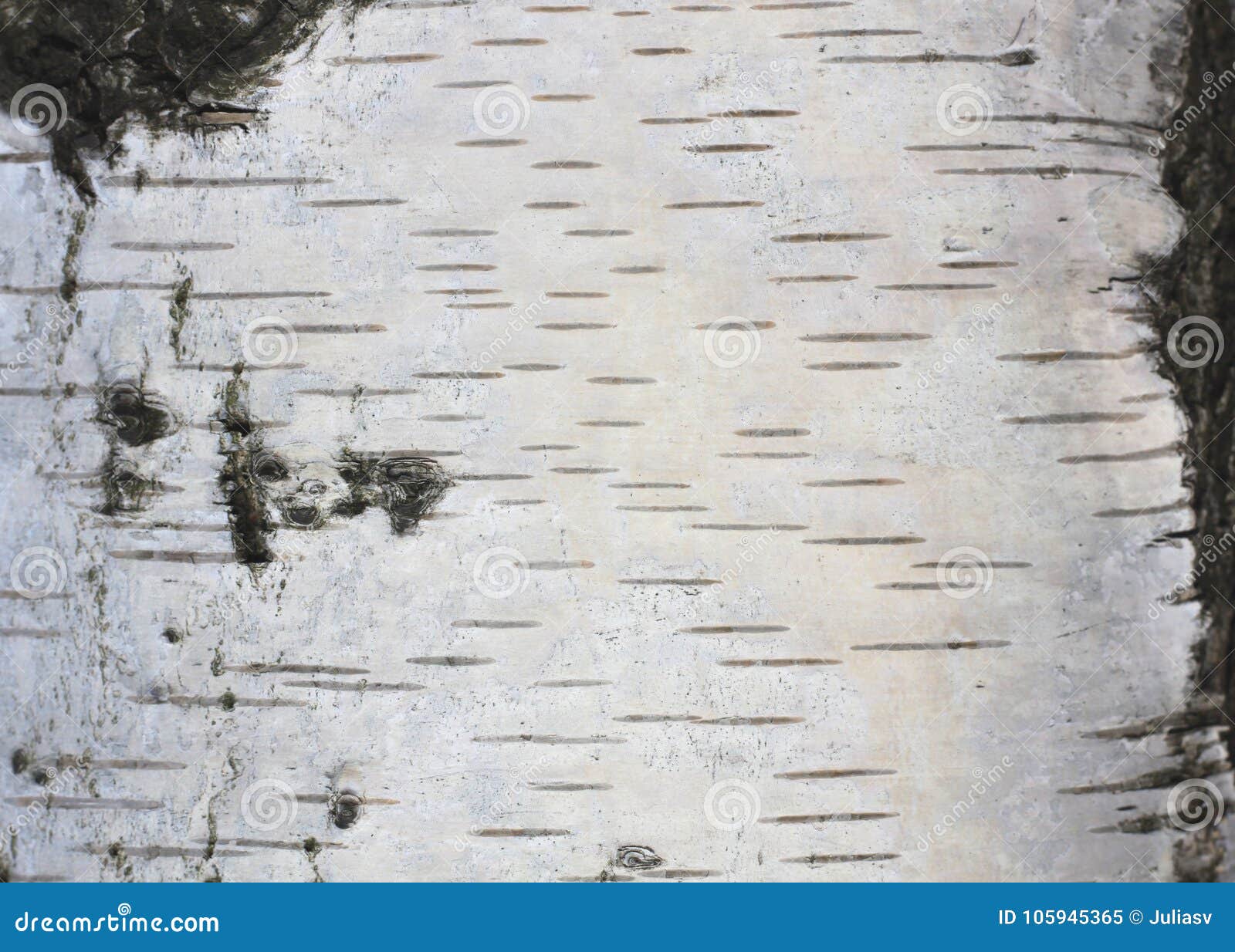 Textura De La Corteza De Abedul Imagen de archivo - Imagen de rayado ...