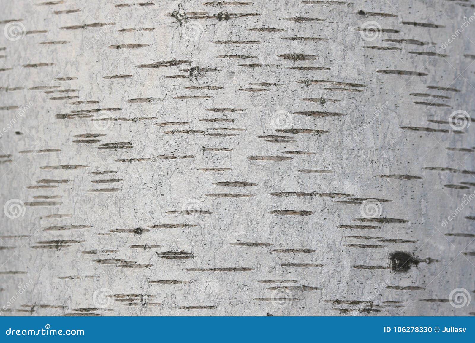 Textura De La Corteza De Abedul Foto de archivo - Imagen de bosque ...