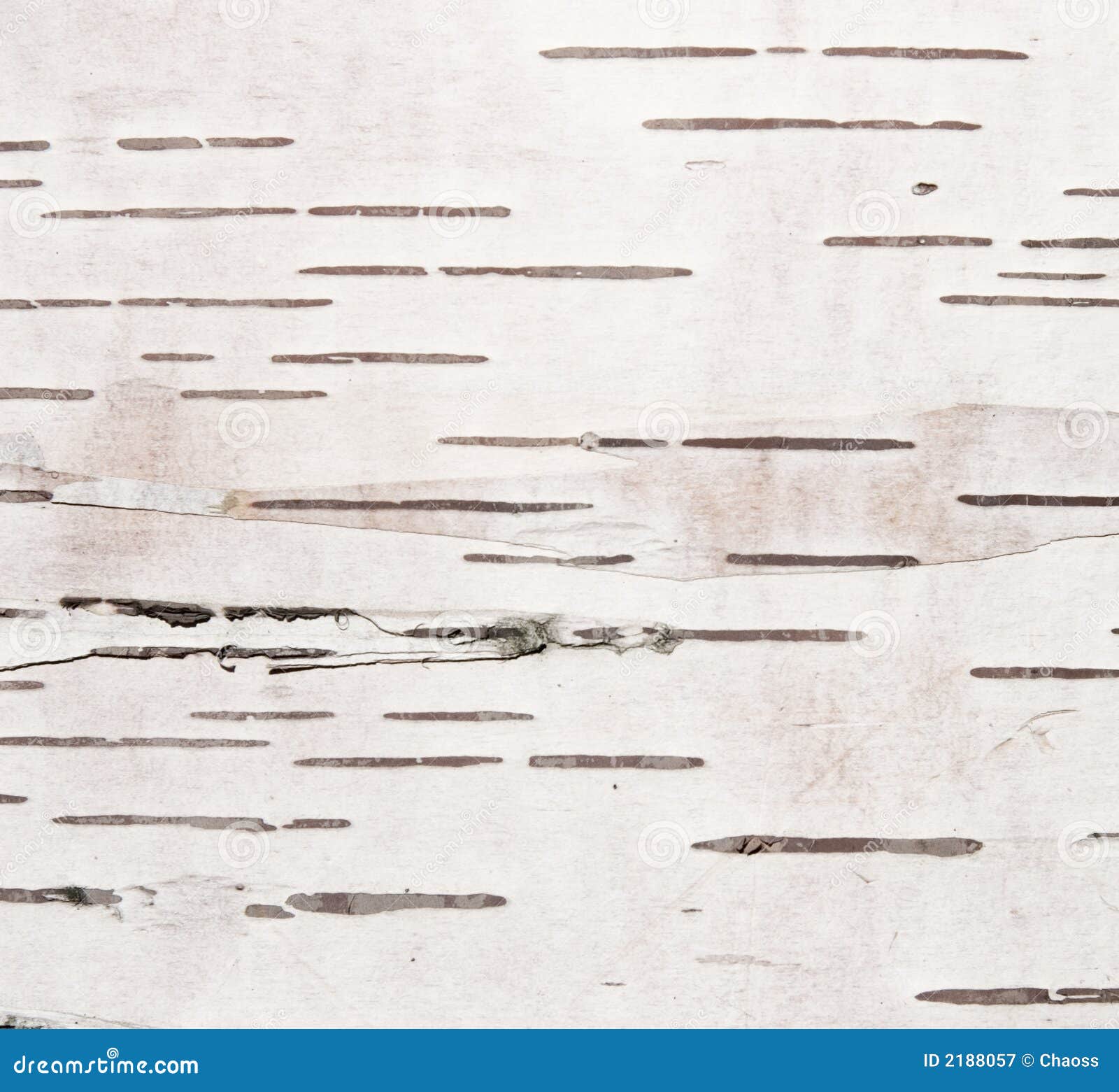 Textura De La Corteza De Abedul Imagen de archivo - Imagen de rural ...