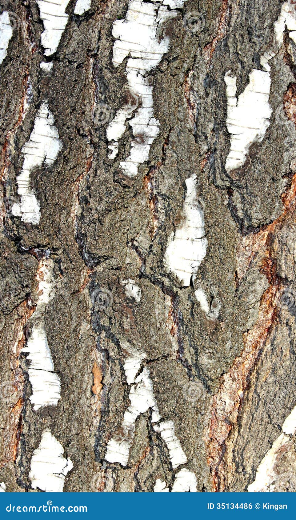Textura De La Corteza De Abedul Foto de archivo - Imagen de material ...