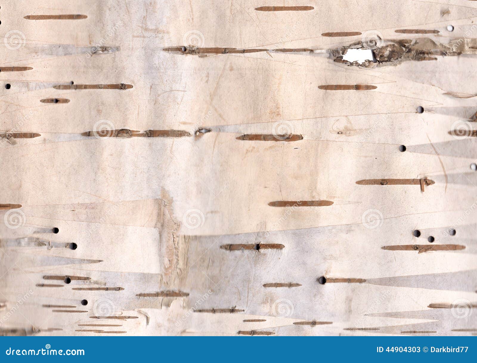 Textura De La Corteza De Abedul Imagen de archivo - Imagen de corteza ...