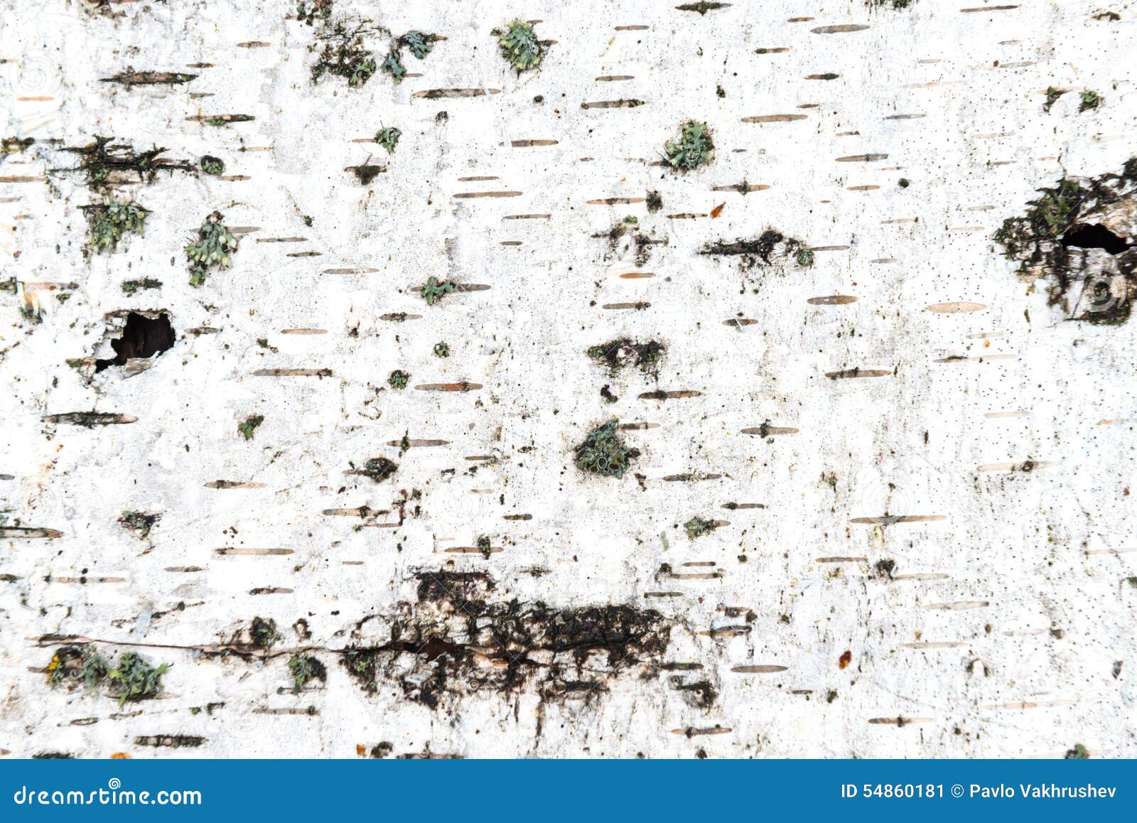 Textura De La Corteza De Abedul Blanco Imagen de archivo - Imagen de ...