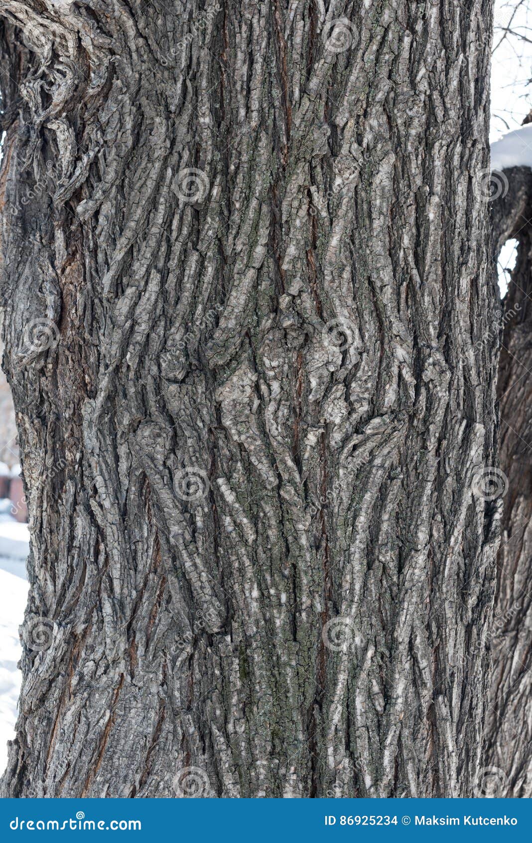 Textura De La Corteza Del Arce Foto de archivo - Imagen de detalle ...