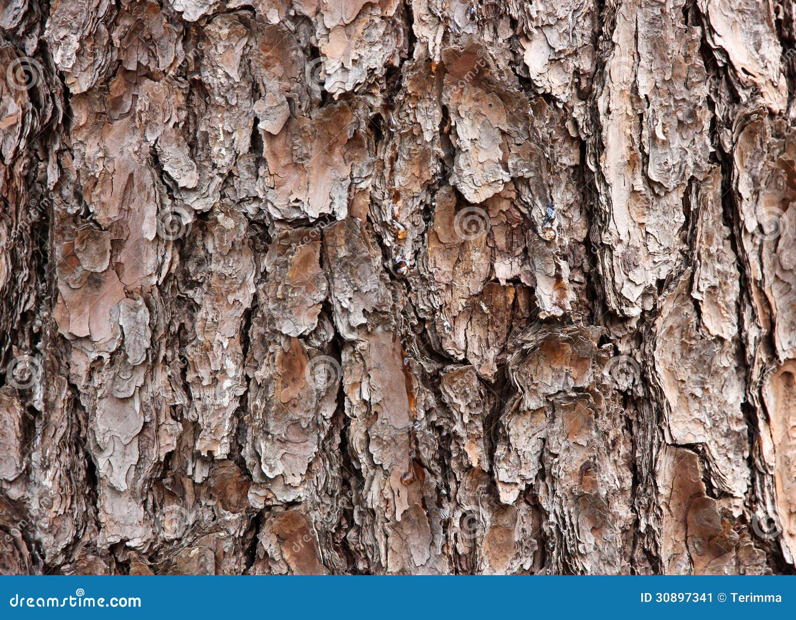 Textura De La Corteza Del Cedro Imagen de archivo - Imagen de travieso, fondo: 30897341