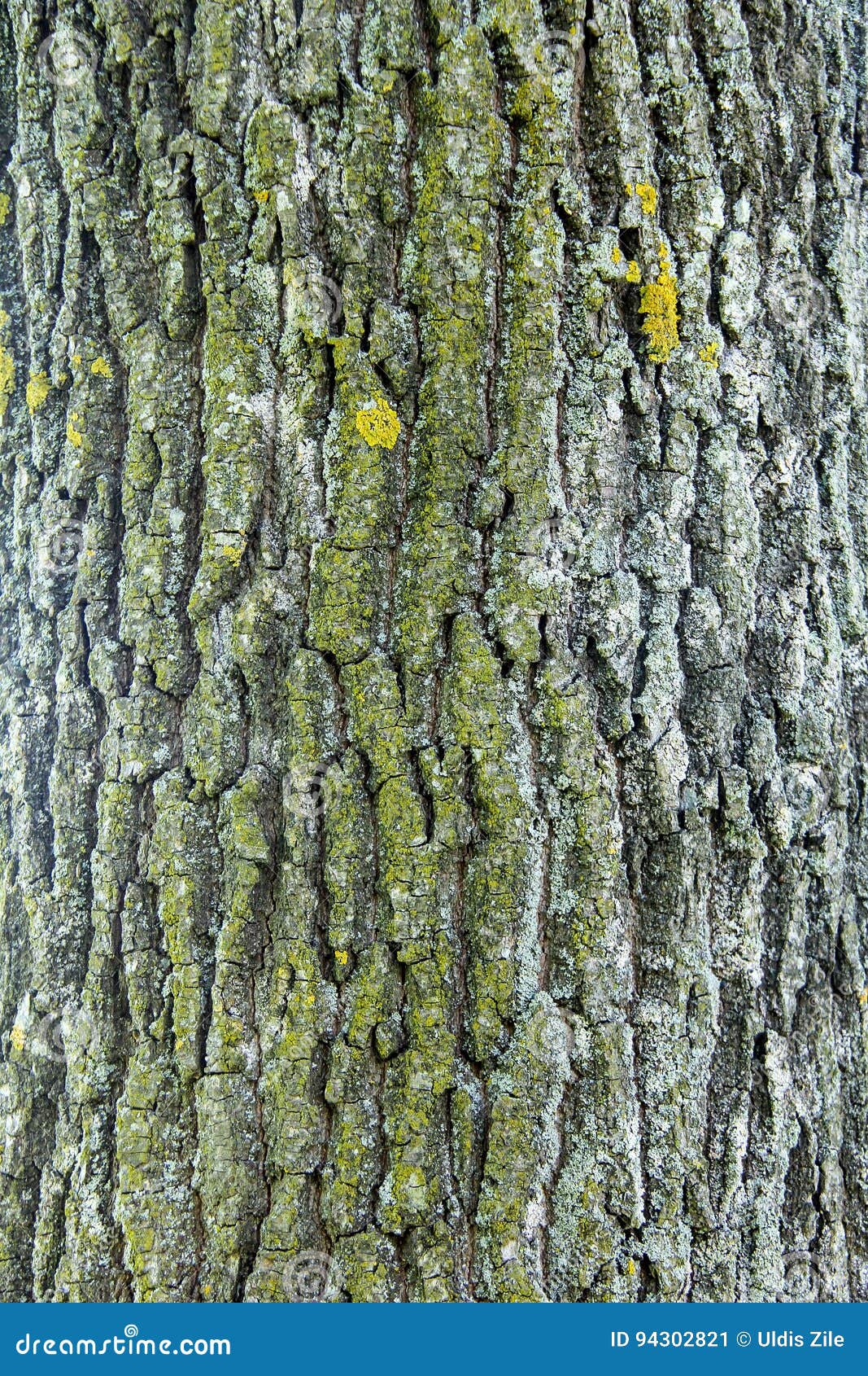 Textura De La Corteza Del Roble Imagen de archivo - Imagen de macro ...