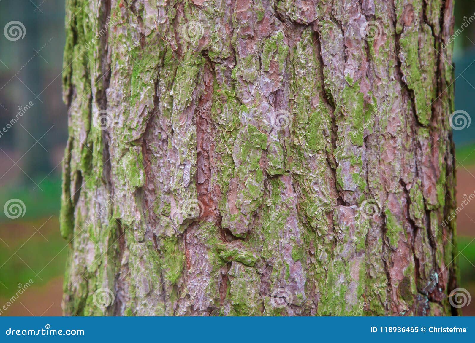 Textura De La Corteza De Madera Imagen de archivo - Imagen de viejo ...