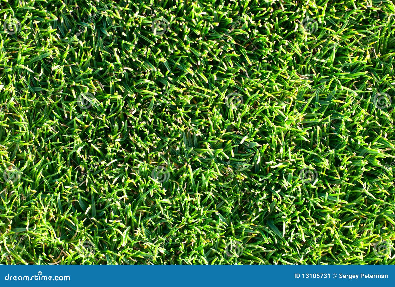 Textura de la hierba imagen de archivo. Imagen de yarda - 13105731