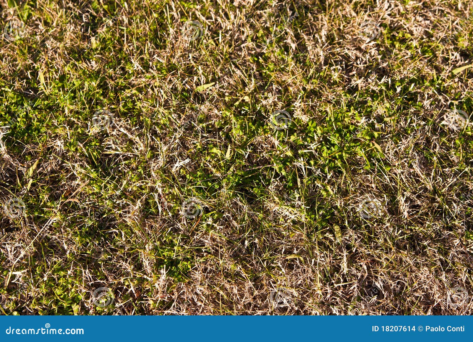Textura de la hierba foto de archivo. Imagen de extracto - 18207614