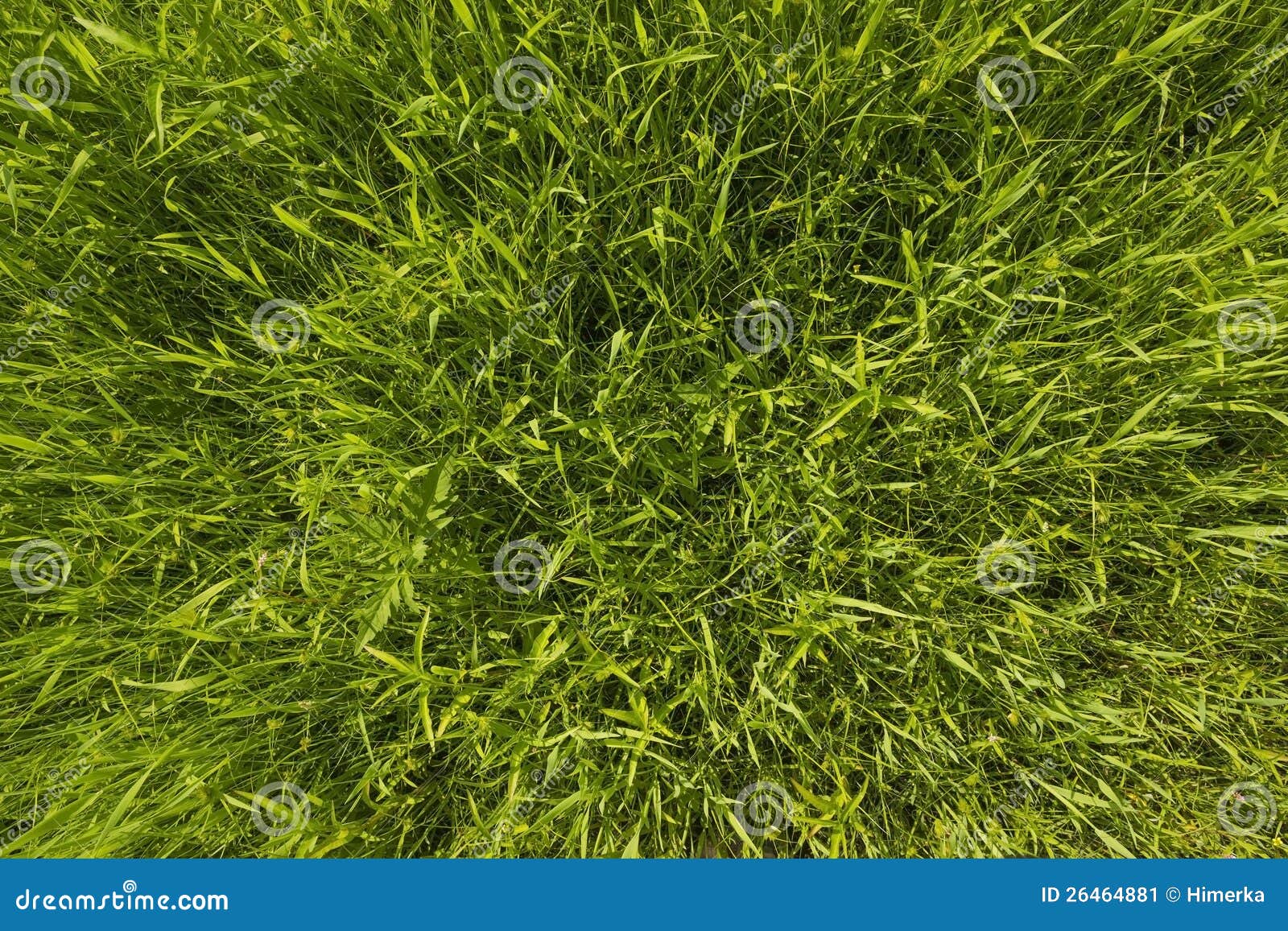 Textura de la hierba imagen de archivo. Imagen de color - 26464881