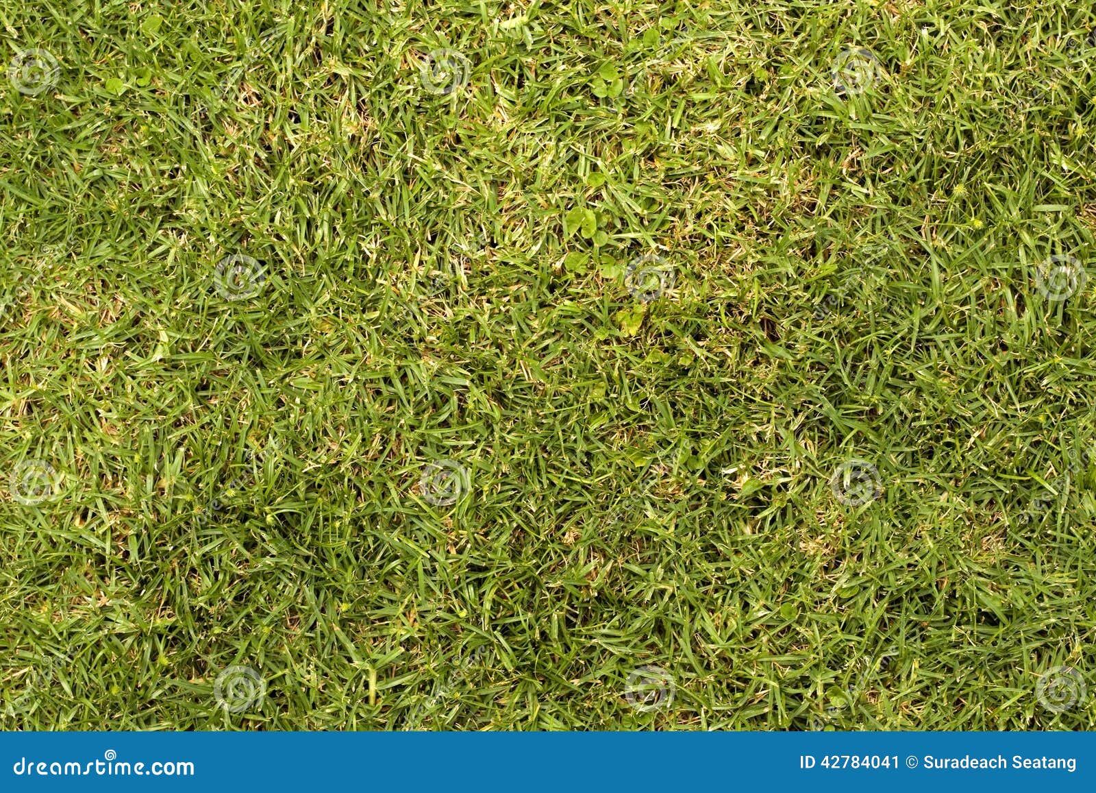 Textura de la hierba imagen de archivo. Imagen de prado - 42784041