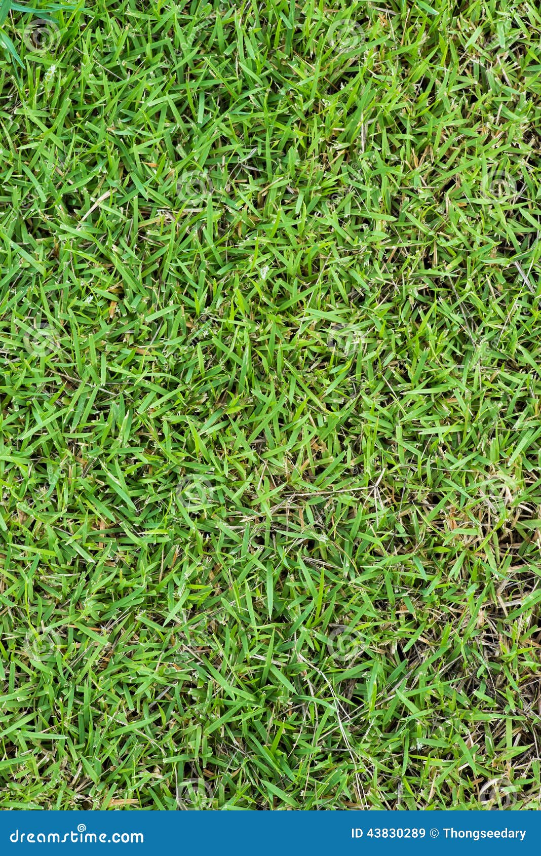 Textura de la hierba imagen de archivo. Imagen de exterior - 43830289
