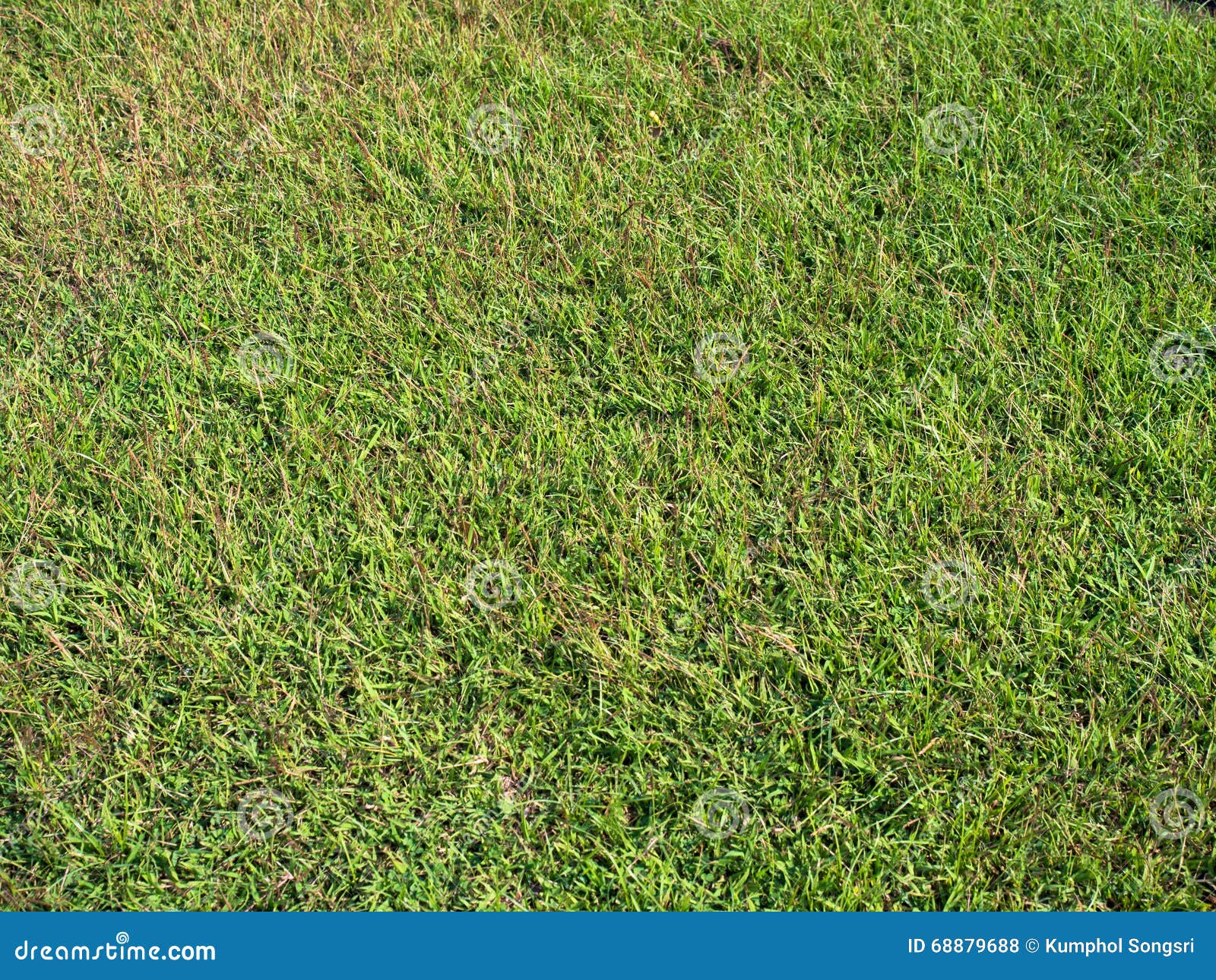 Textura de la hierba foto de archivo. Imagen de prado - 68879688