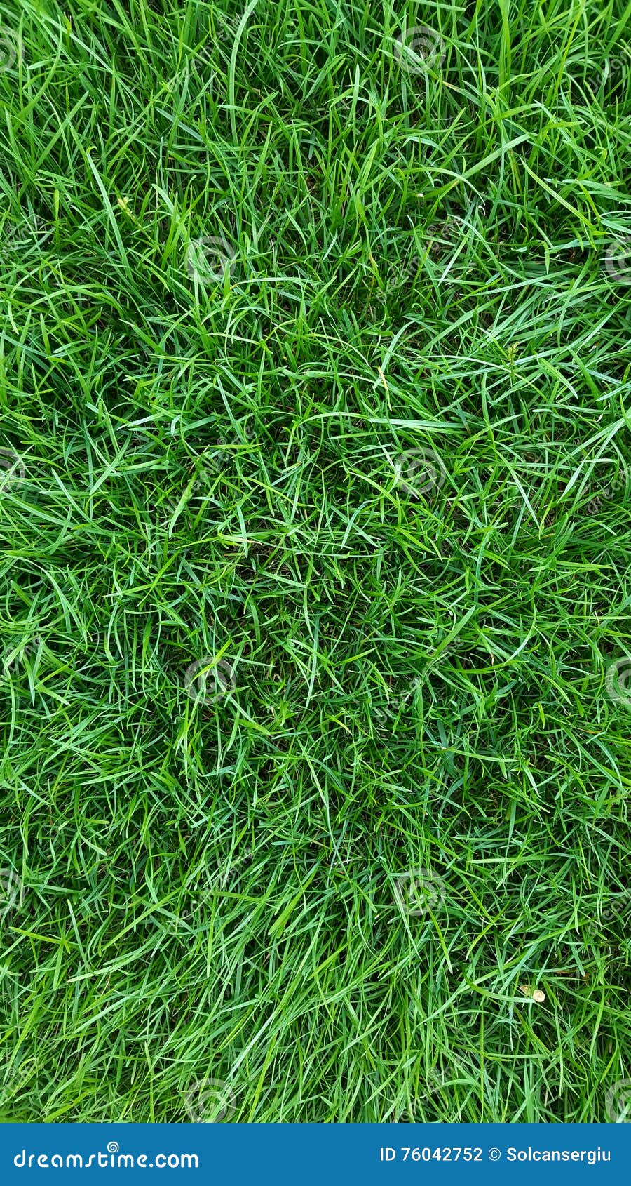 Textura de la hierba foto de archivo. Imagen de ambiente - 76042752