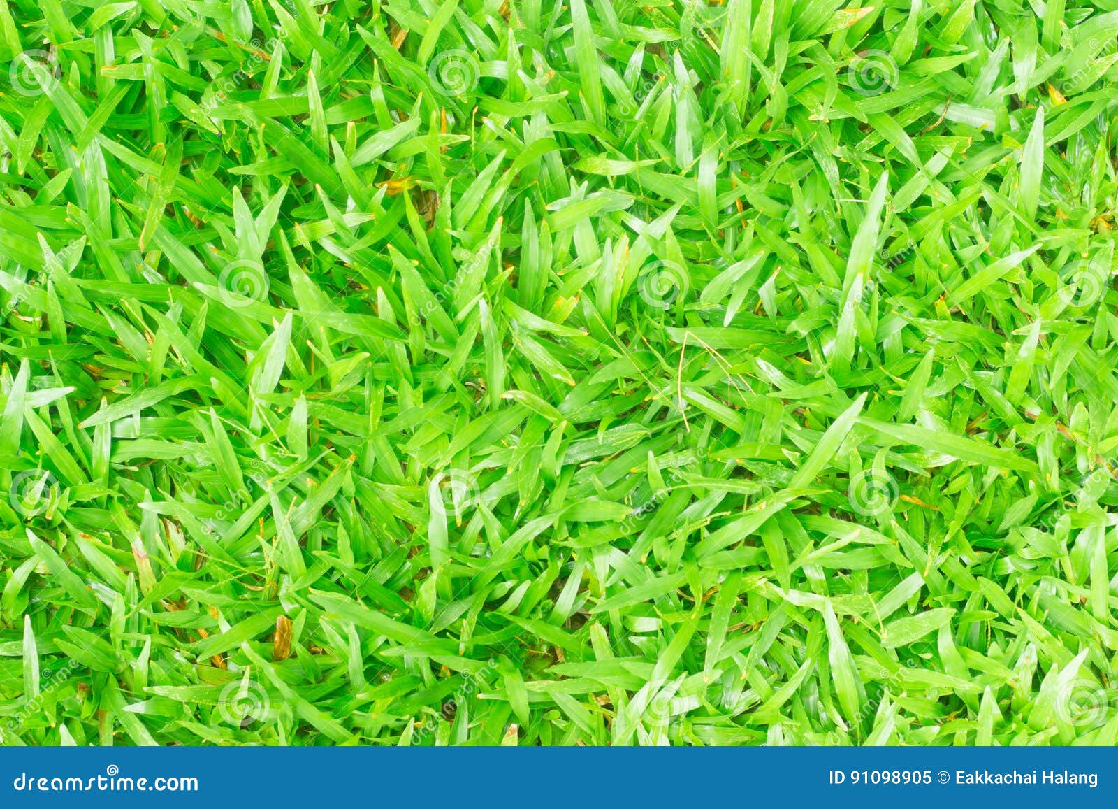 Textura de la hierba imagen de archivo. Imagen de utilizado - 91098905