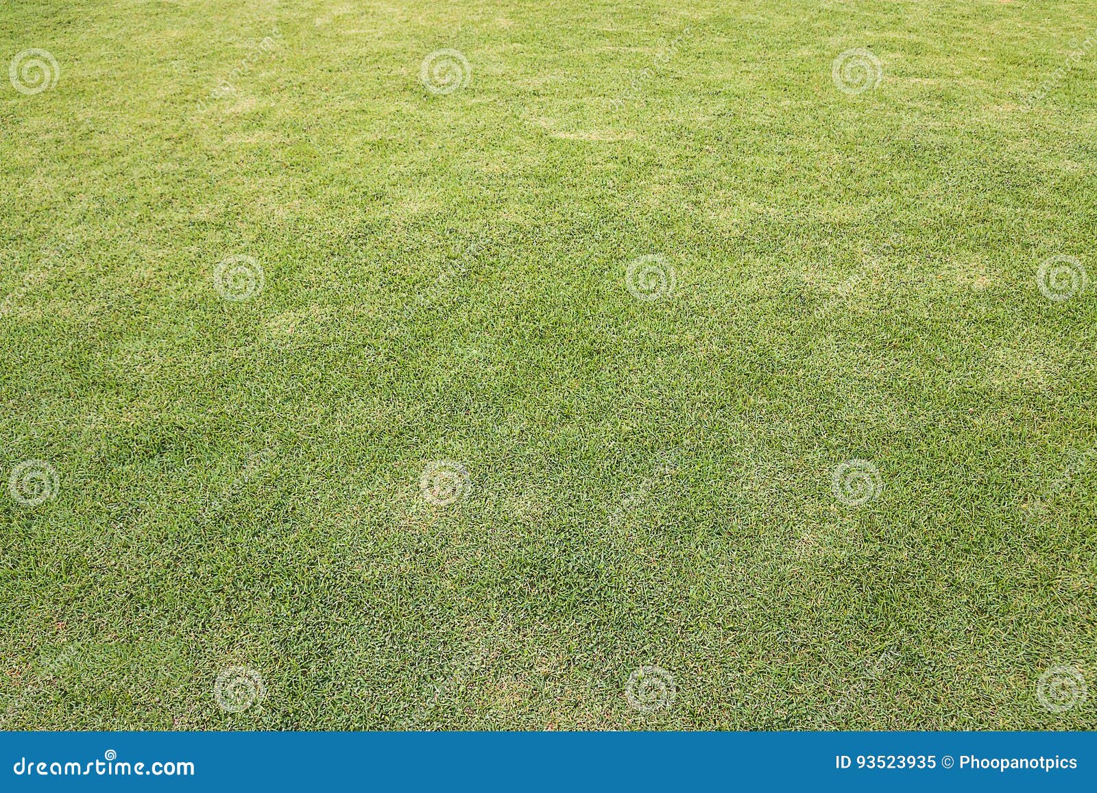 Textura de la hierba imagen de archivo. Imagen de planta - 93523935