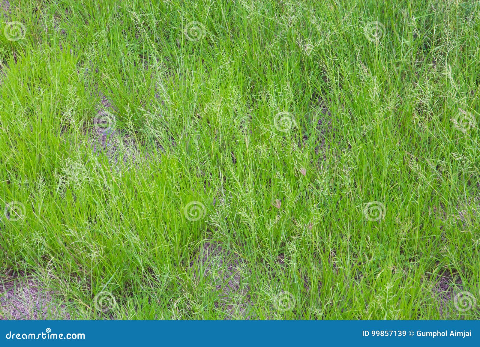 Textura de la hierba imagen de archivo. Imagen de floral - 99857139