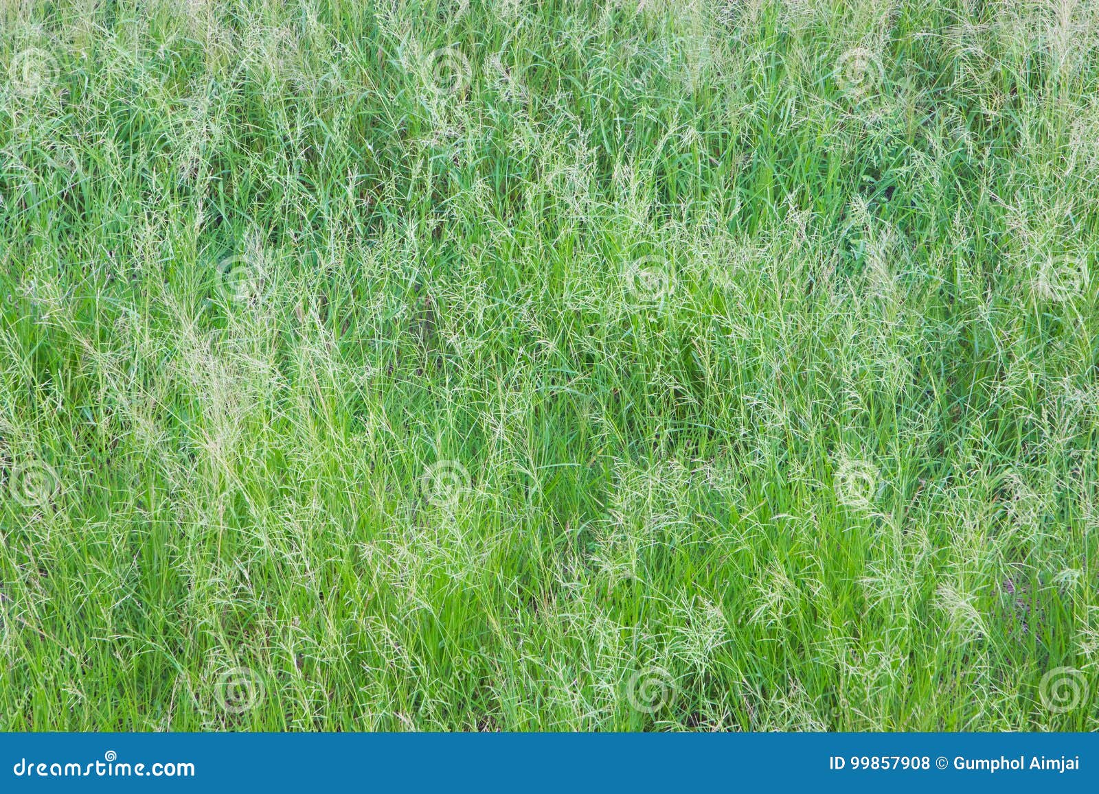 Textura de la hierba foto de archivo. Imagen de color - 99857908