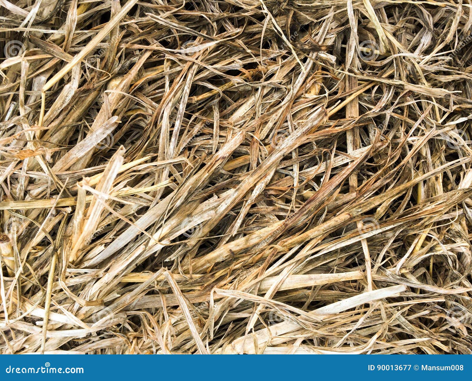 Textura de la hierba seca imagen de archivo. Imagen de agricultura ...