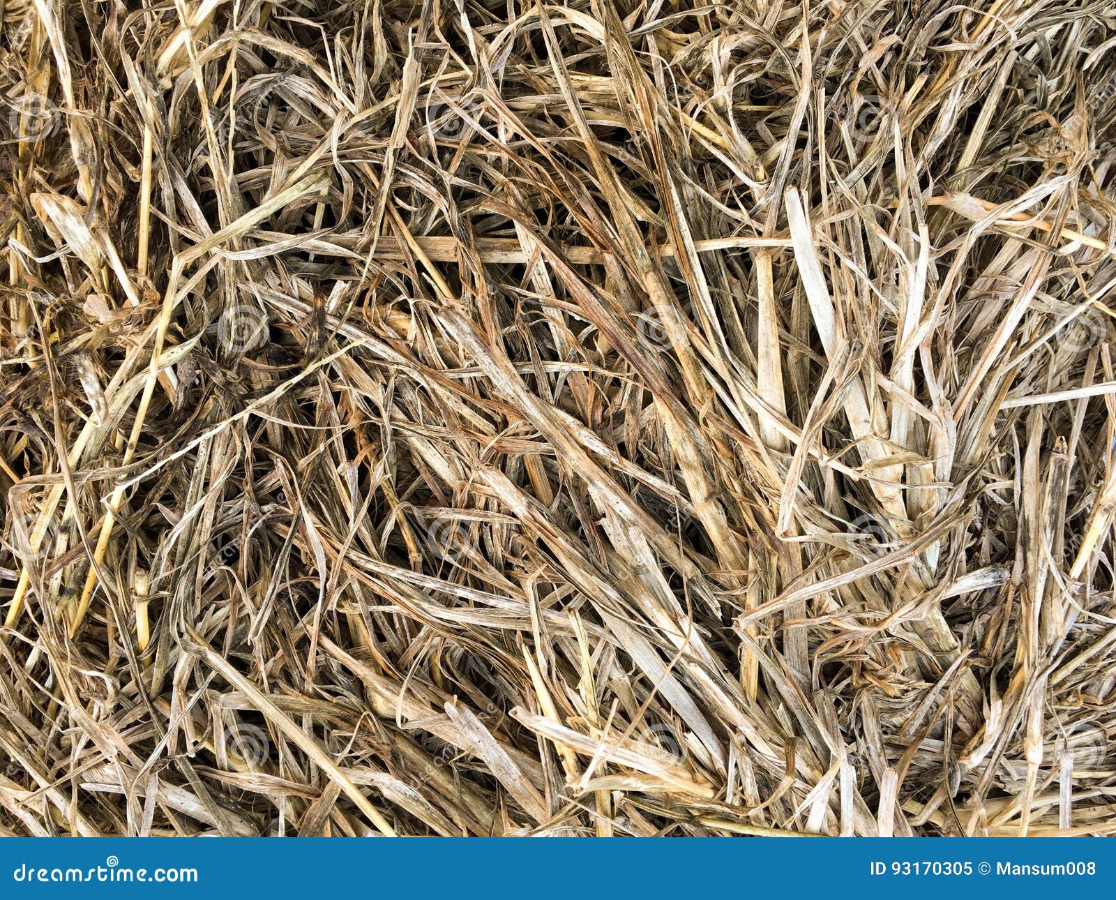 Textura de la hierba seca imagen de archivo. Imagen de travieso - 93170305