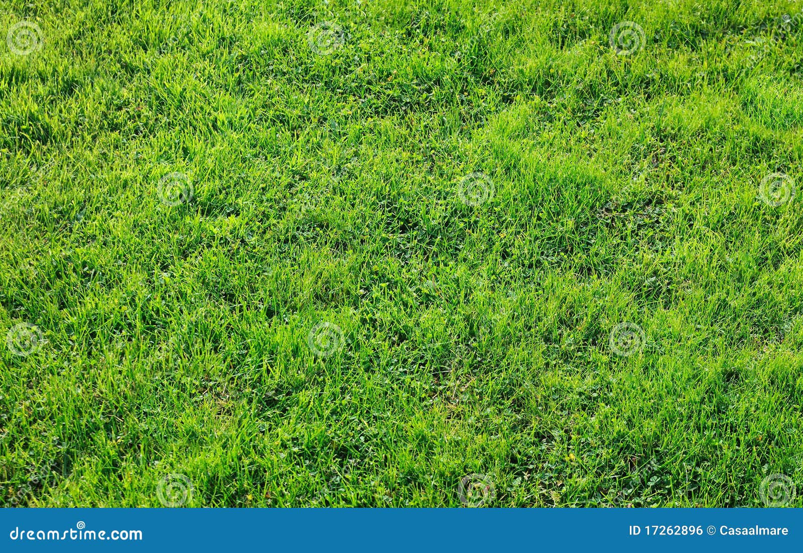 Textura de la hierba verde foto de archivo. Imagen de hierba - 17262896