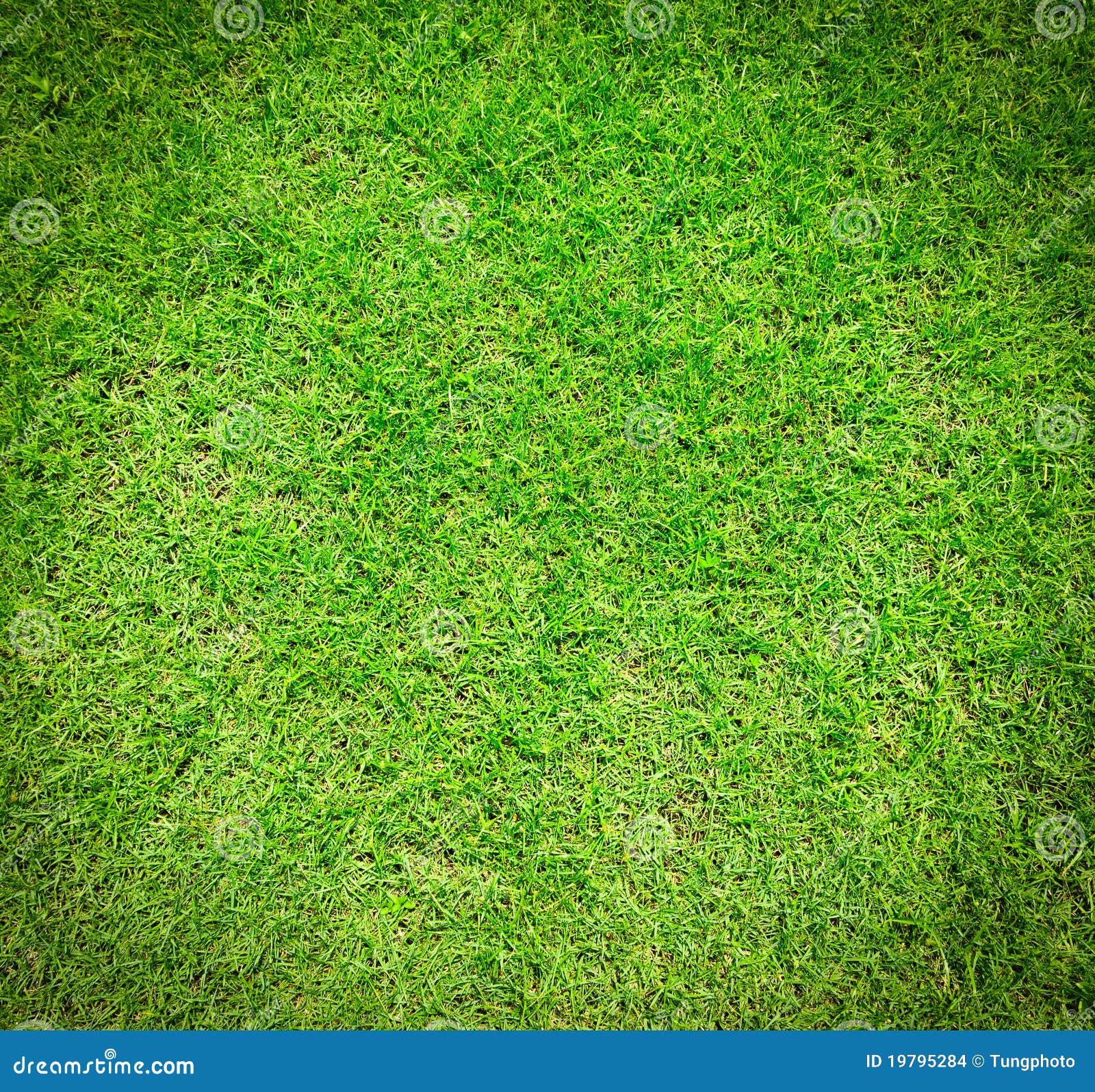 Textura de la hierba verde foto de archivo. Imagen de hierba - 19795284