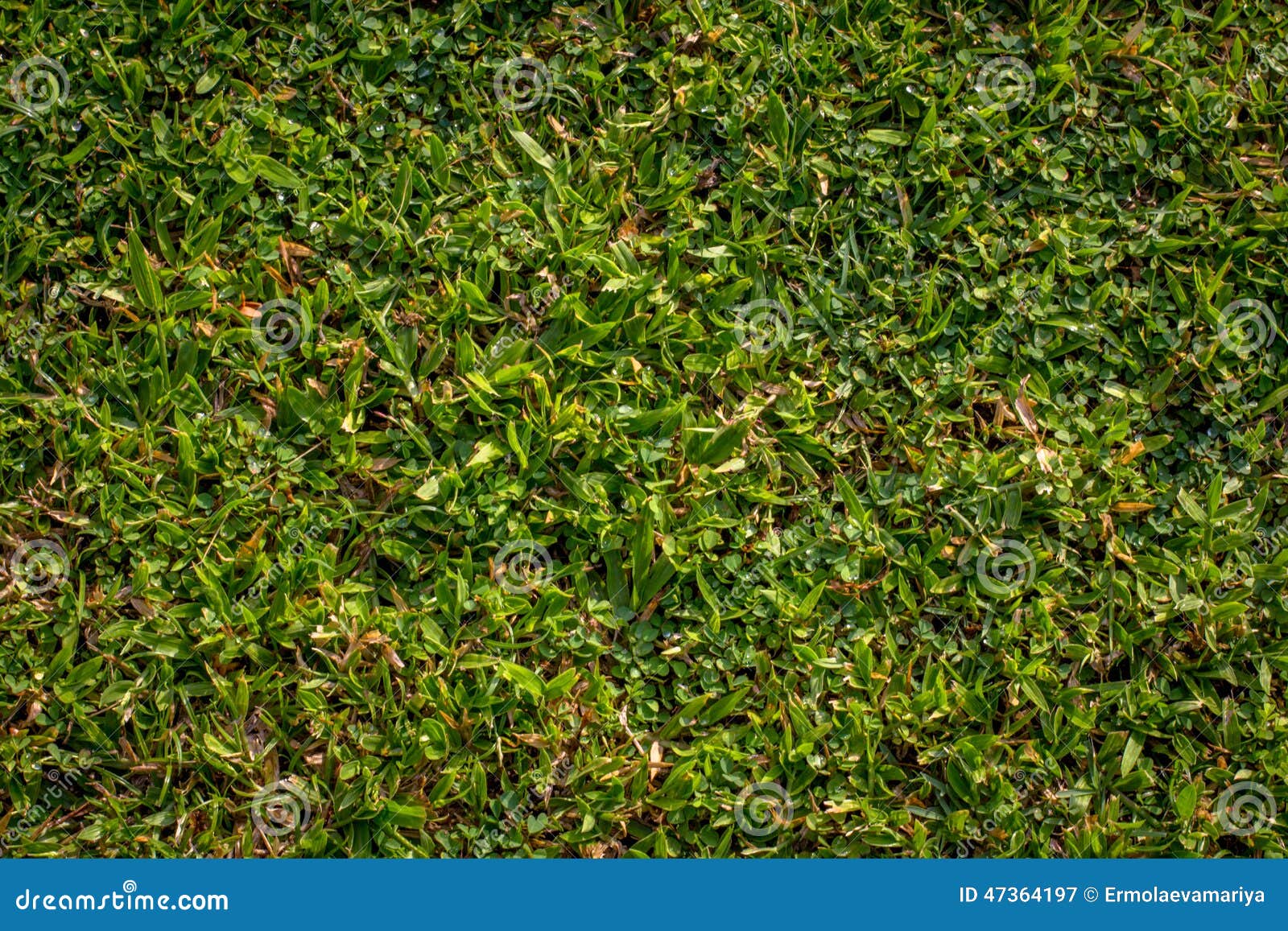 Textura de la hierba verde imagen de archivo. Imagen de exuberante ...